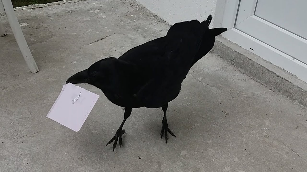 Crow DJ. A crow plays with paper. Unbelievable Footage. Must Watch ...