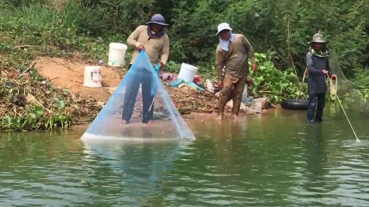 Cast Net Fishing (Part-55), Traditional Cast Net Fishing with Beautiful ...
