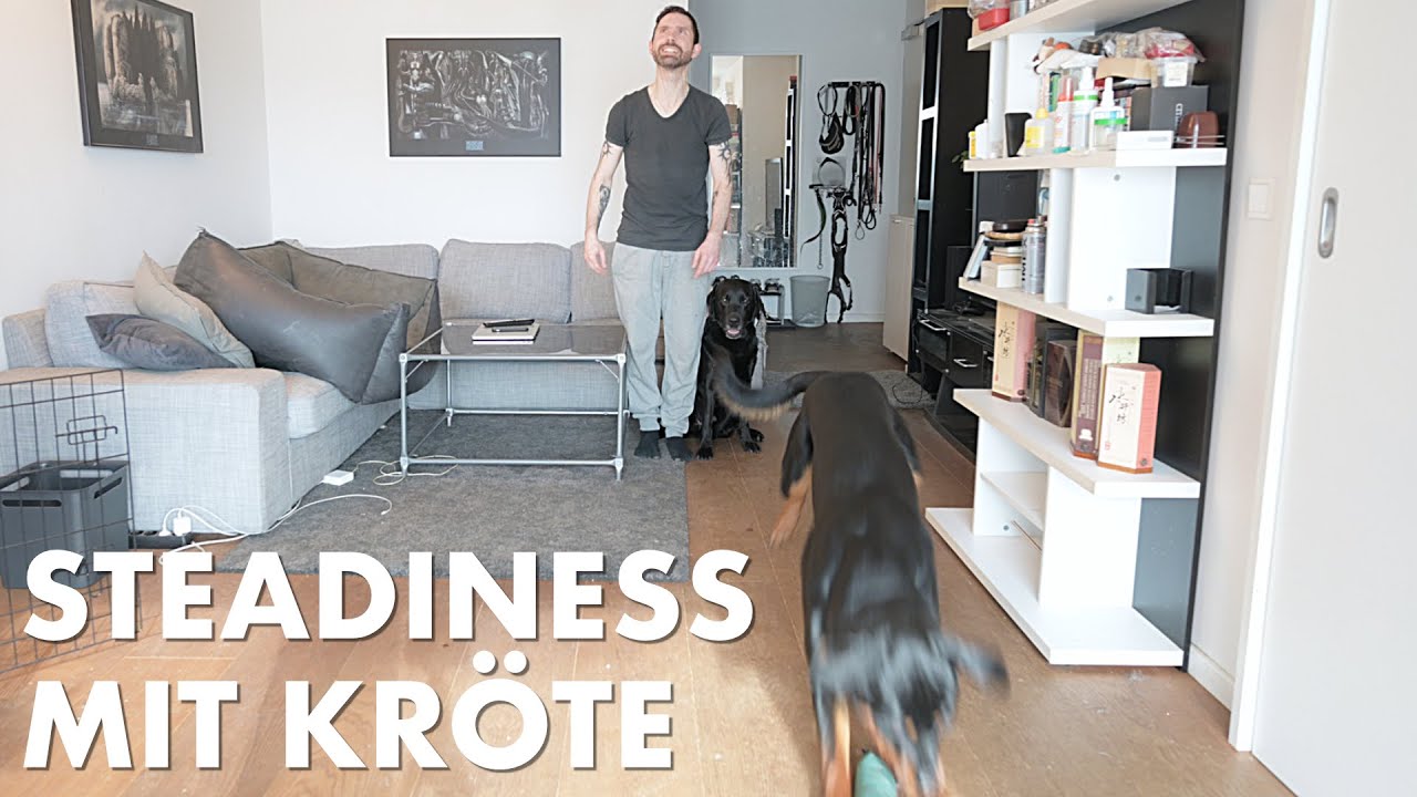 Cedric der Labrador - 199 | Steadiness mit Kröte - YouTube