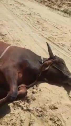 Animal rescue by animal ngo team - 907 | Animal ngo | cow - YouTube