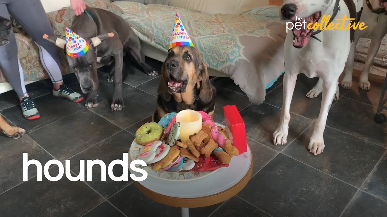 Best Roundup of Hilarious Hound Dogs | Dog Video Compliation - YouTube