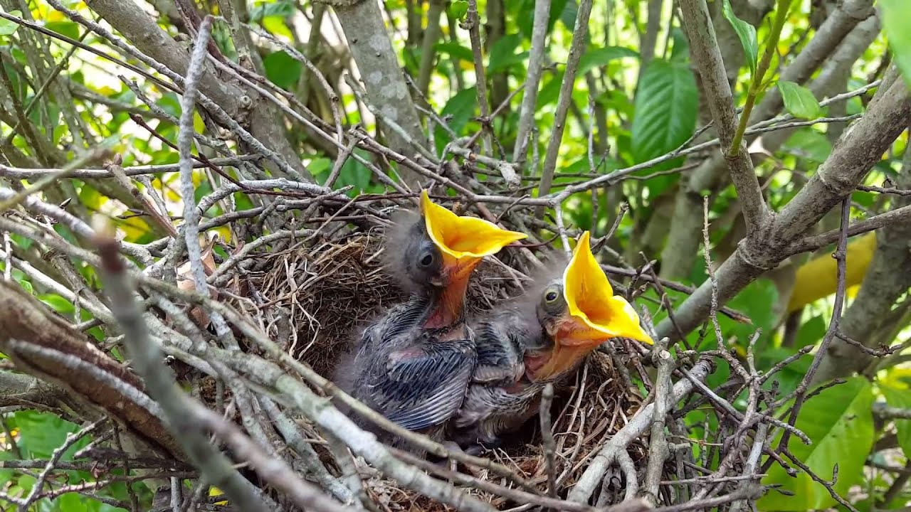 Baby Mockingbirds - YouTube