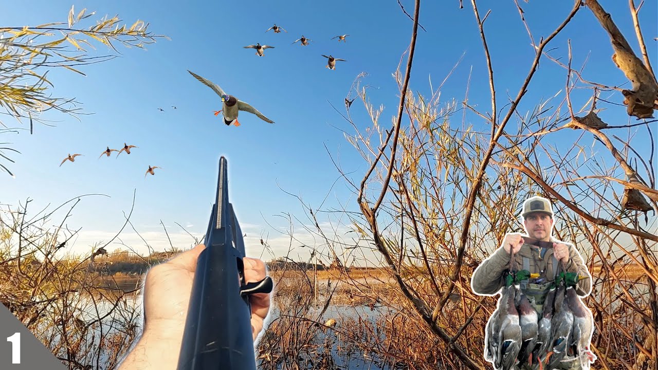 DUCK HUNTING A Hidden WILLOW Pond On Public Land (Limited Out) - YouTube