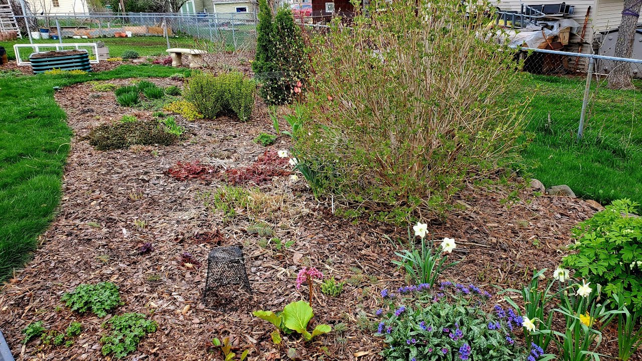 Garden Tour Last Day of April, Minnesota Zone 5a - YouTube