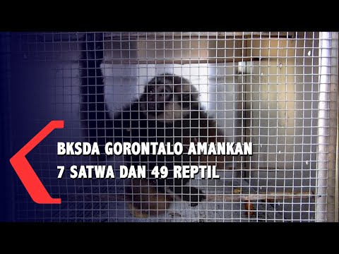 BKSDA Gorontalo Amankan 7 Satwa Dan 49 Reptil Berbagai Jenis