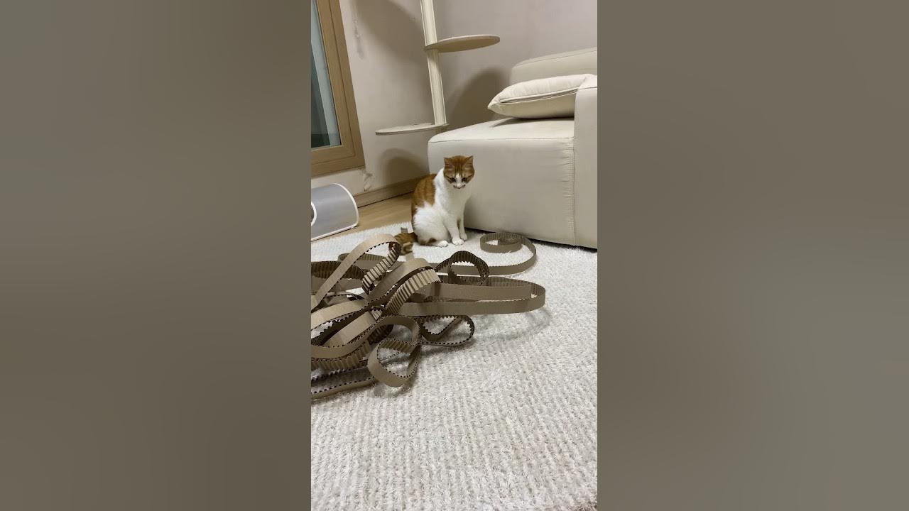 치즈와 종이로 놀아요 고양이 두마리 집사일상 치즈속에루비 Youtube