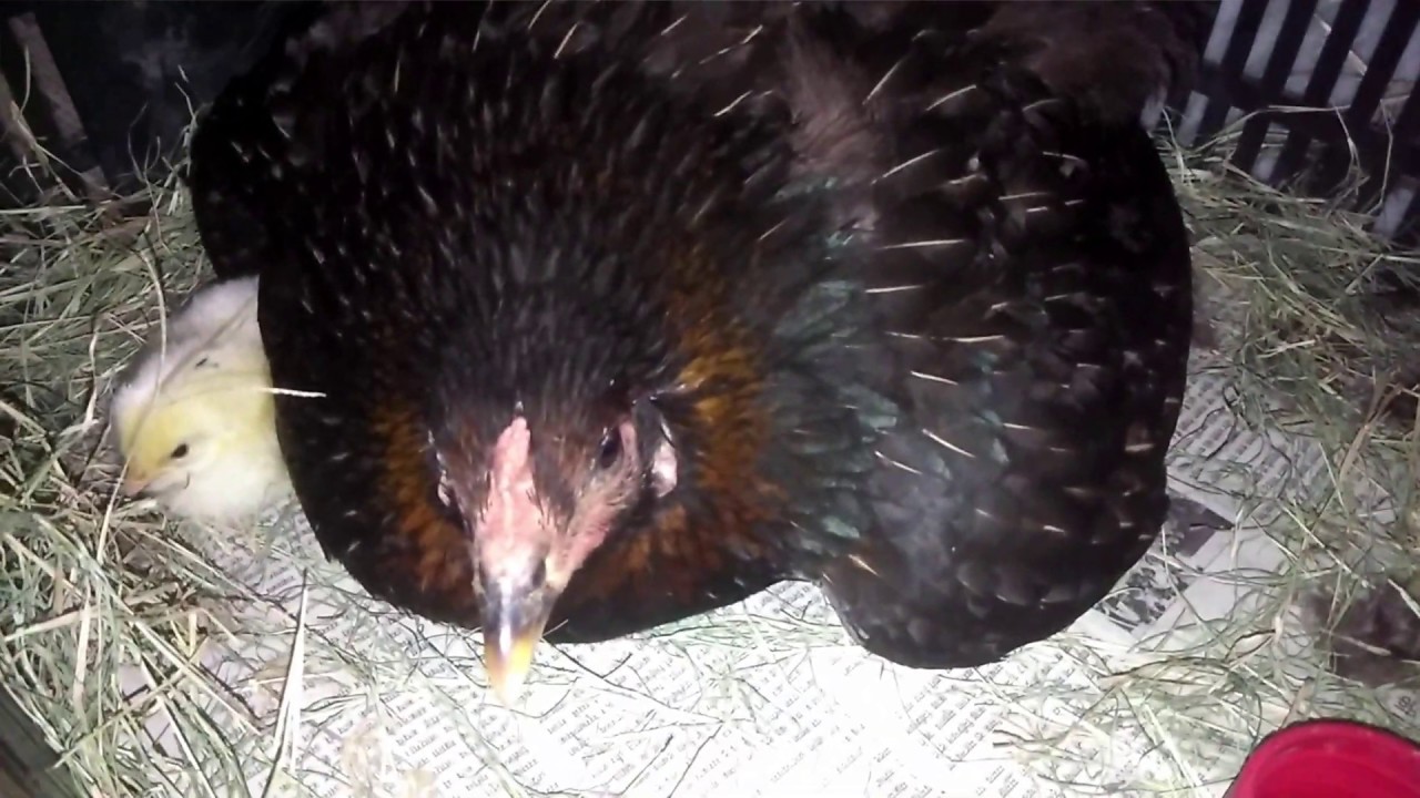 Baby chick sleeping beside his mom - YouTube