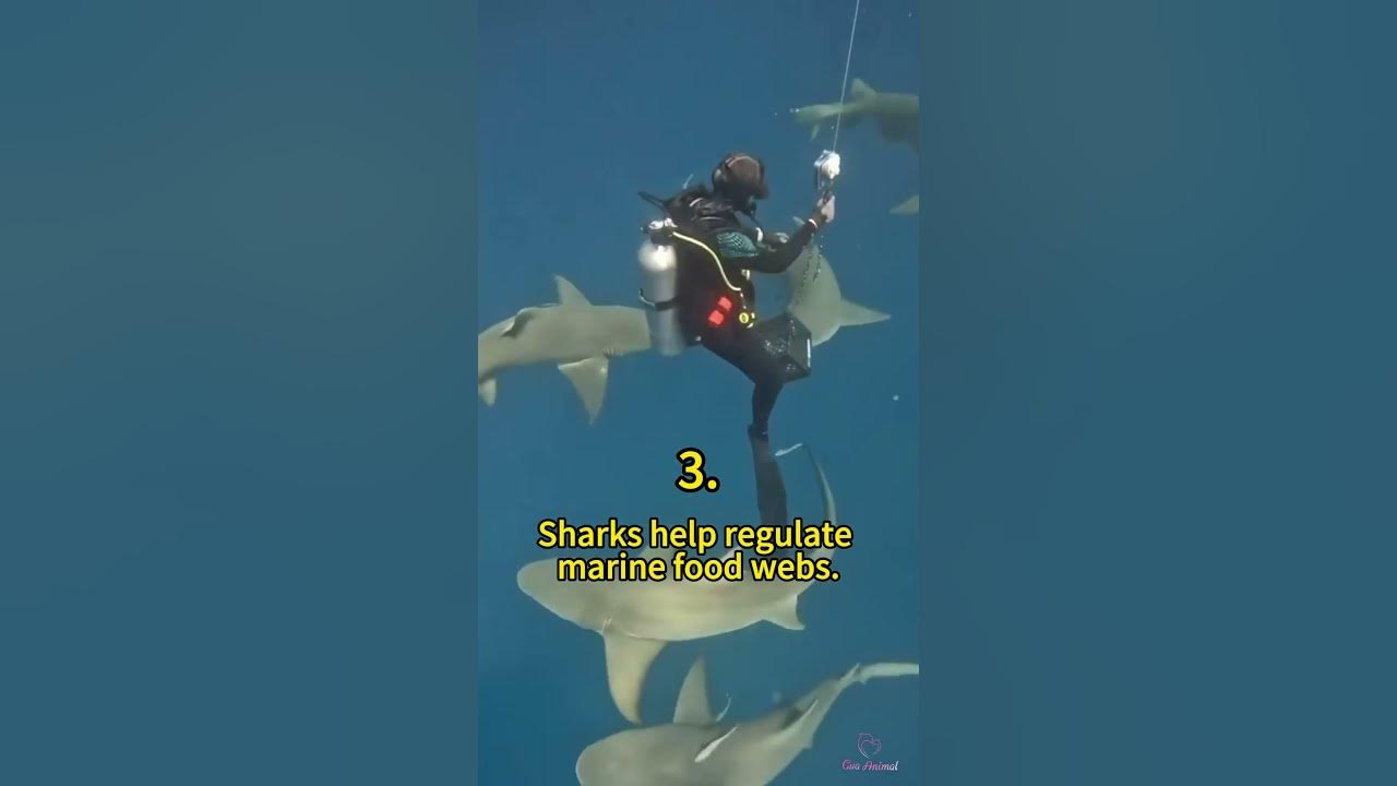 5 Reasons Why We re Lucky To Have Sharks Crazy Facts Amazing 5-reasons-why-we-re-lucky-to-have-sharks-crazy-facts-amazing