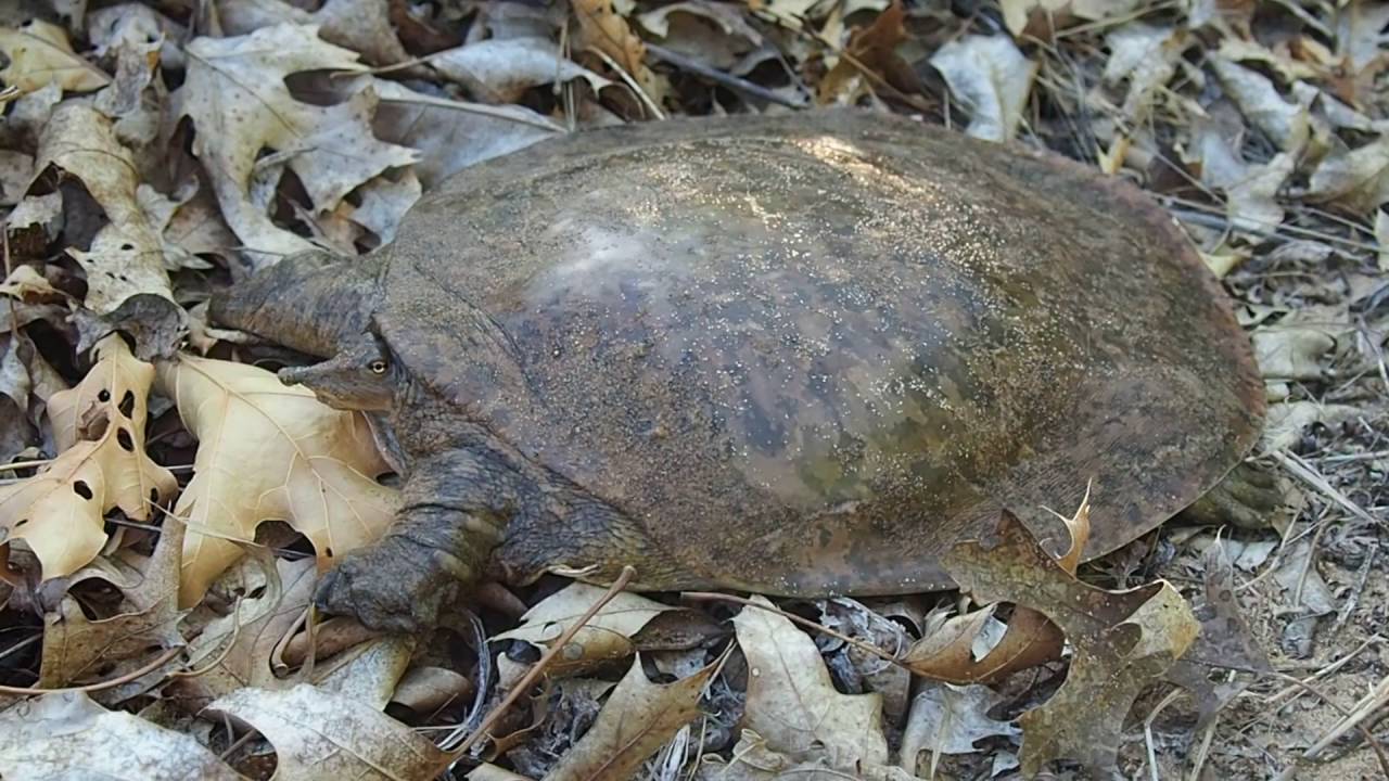 Smooth softshell turtle - YouTube