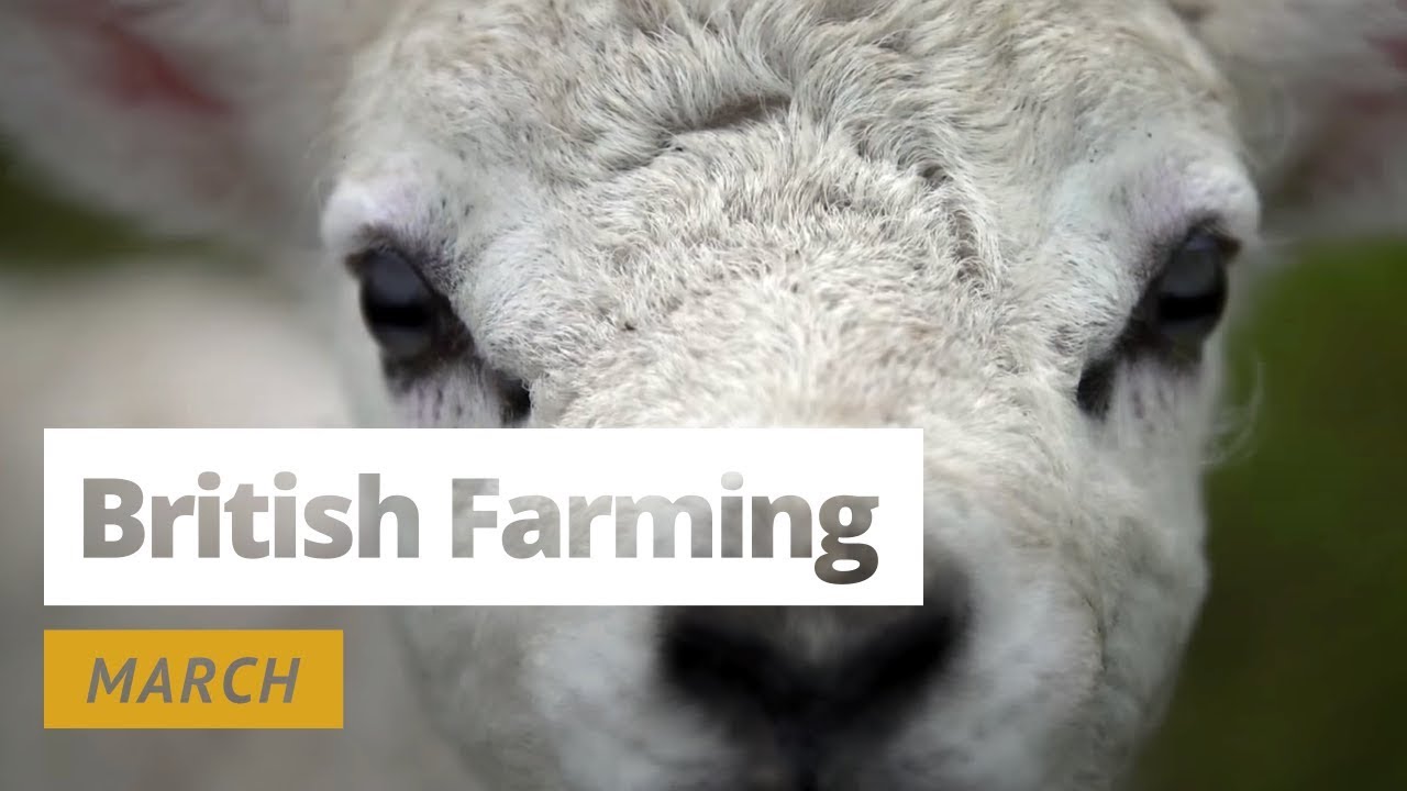 British Farming - 12 Months On A UK Farm: March - YouTube