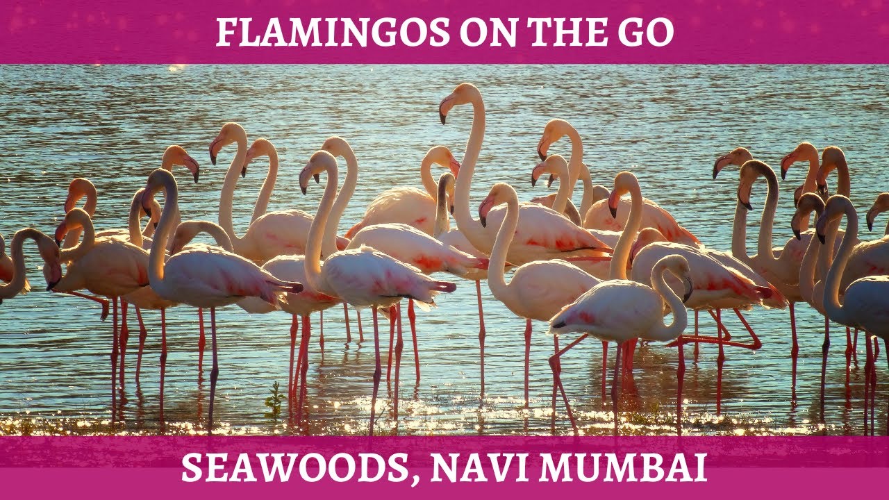 #2 Welcome to the Flamingo City - Navi Mumbai ️ - YouTube