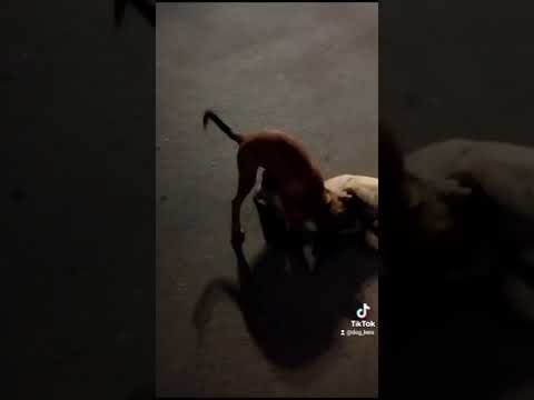 pitbul döyüş kera
