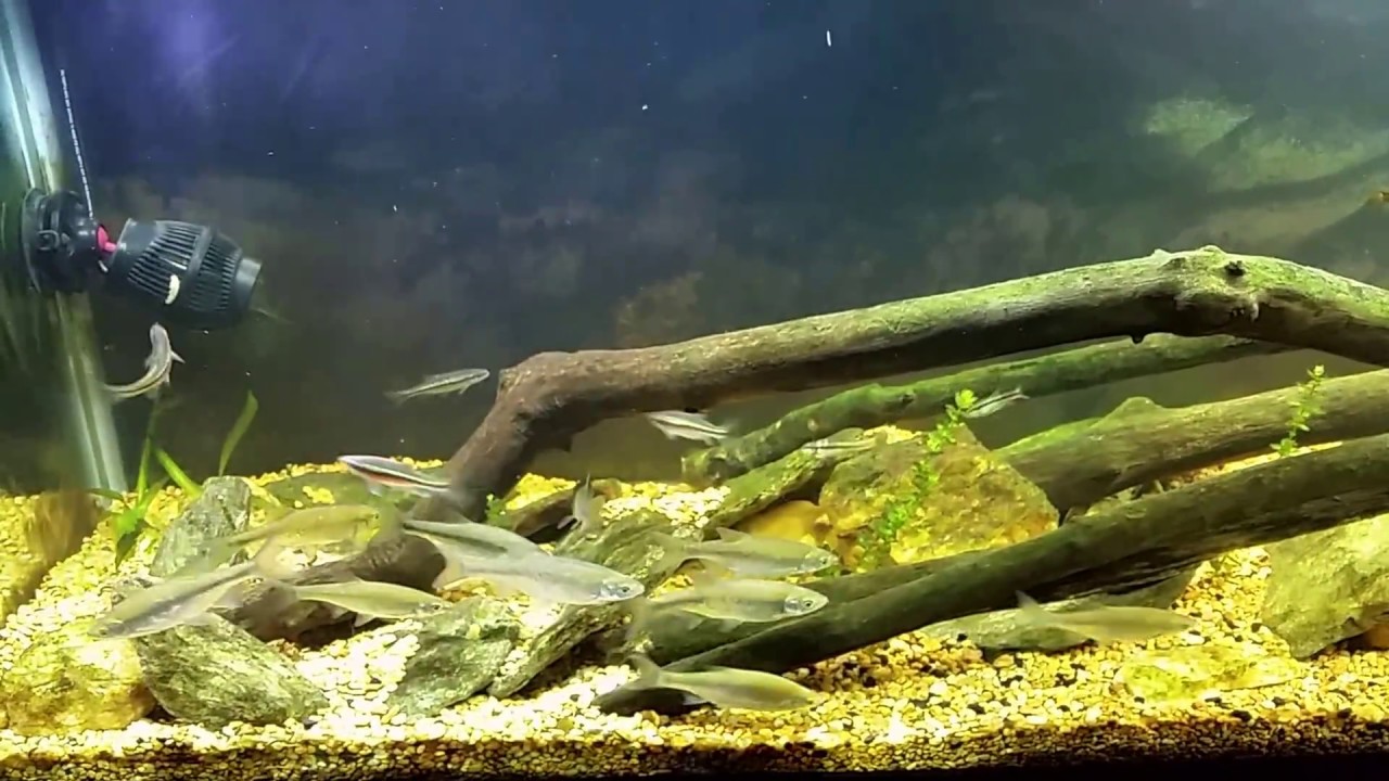 Some Thoughts On My Sunfish, Crayfish, & Minnows in My Native Tank ...