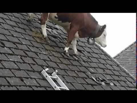 Cow stuck on roof is the most bizarre thing you'll see all day - YouTube