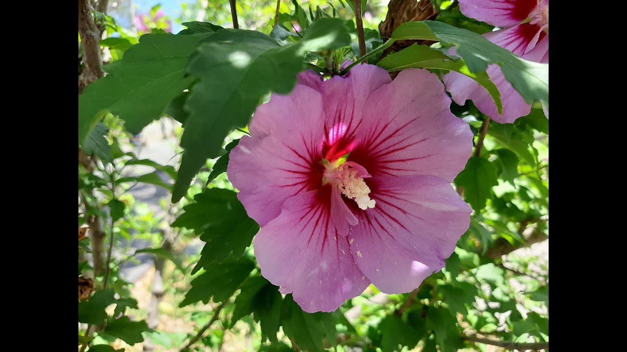 Sembrando semillas de Hibiscus syriacus - Rosa de Siria - Altea - Rosa ...