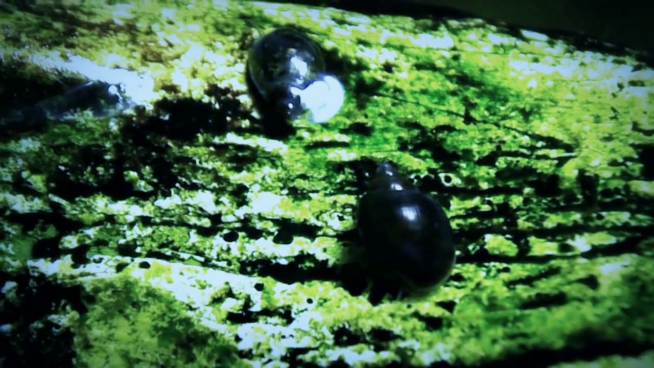 Teenage Mutant Ninja Snails - YouTube