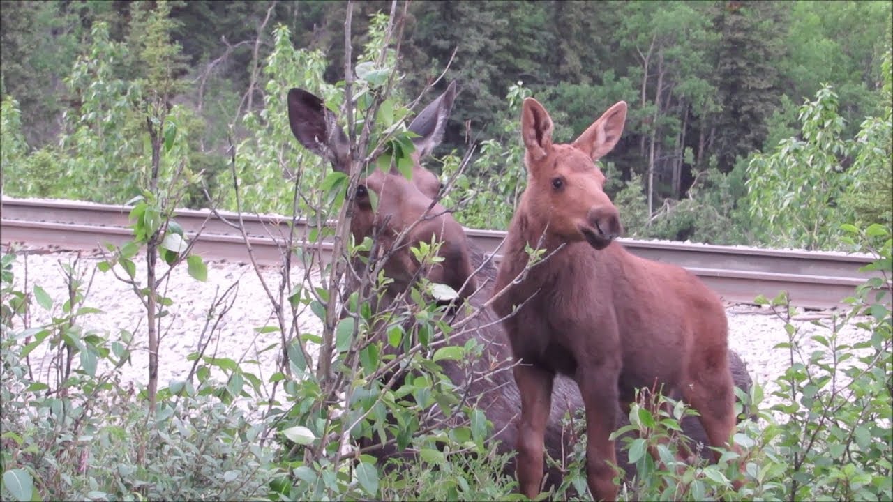 Cute Baby Moose Grazing and Nursing at Denali National Park and ...