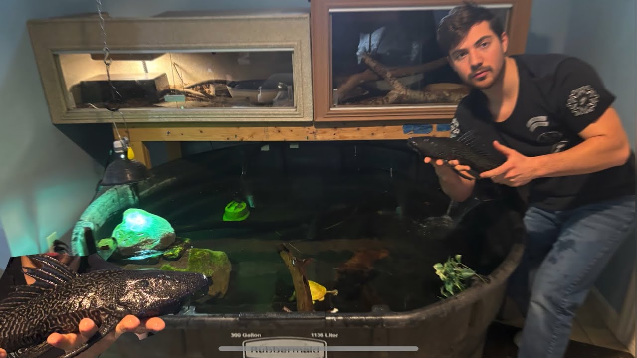 Massive new predatory fish - YouTube