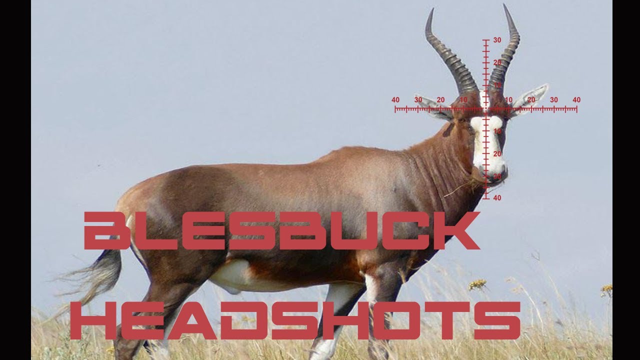 Blesbuck Hunting in South Africa (Slowmotion) - YouTube
