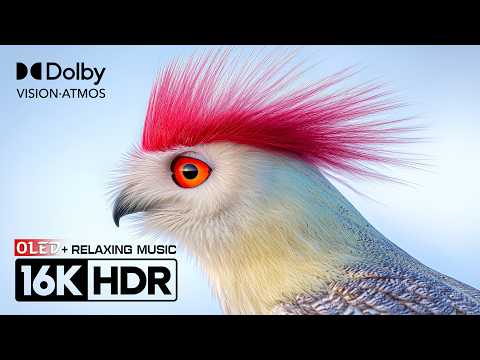 Extremely Stunning 16K OLED Dolby Vision 120fps | Relaxing Music HDR Nature (8K/4K Video TV)