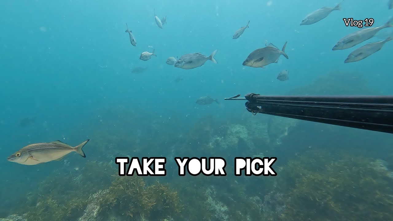 Crayfish Paradise | Spearfishing Tarakihi | How To Fillet Butter Fish ...