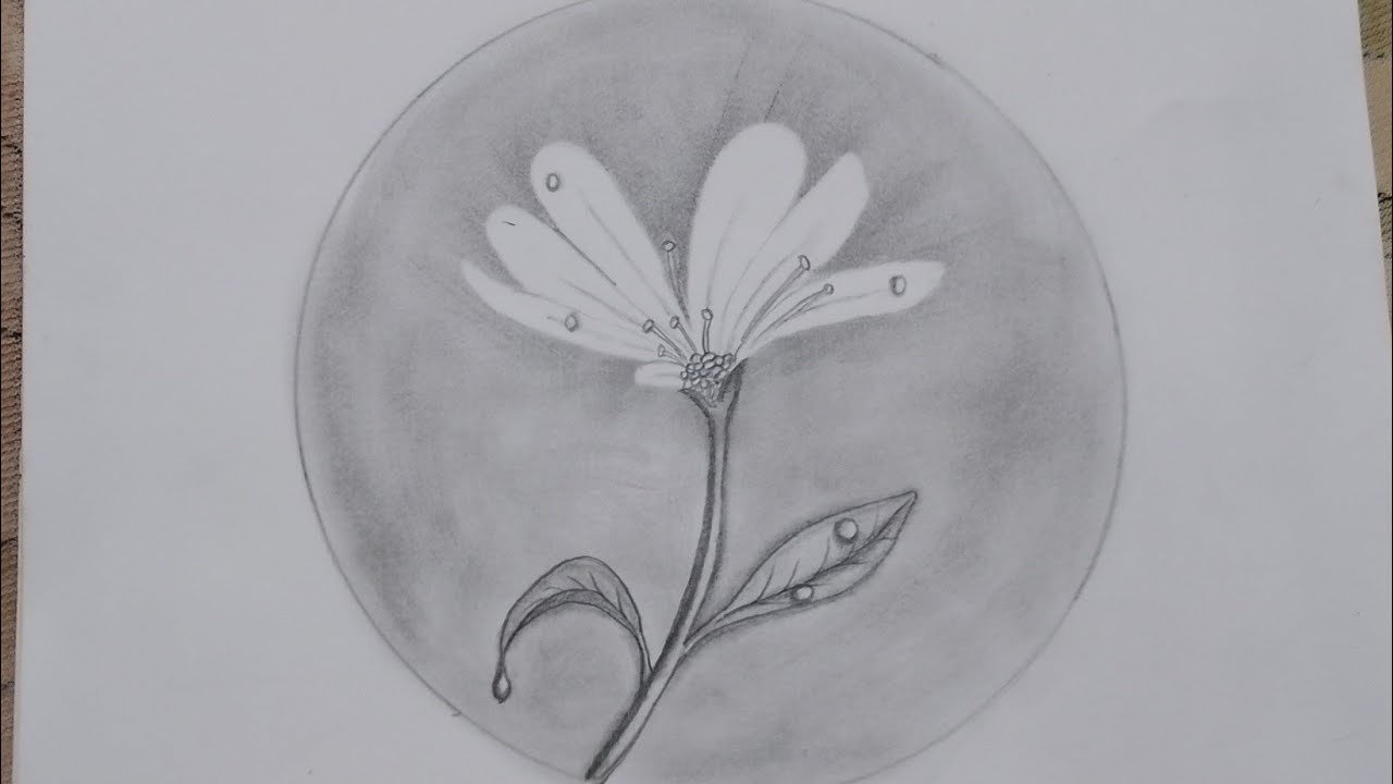 How can make a flower with dew drop pencil sketch drawing pencil sketch ...
