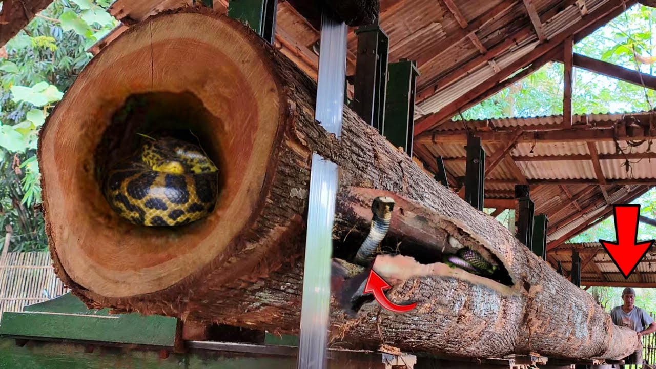 Almost endangered people!! Deadly little monster attack' during the ...