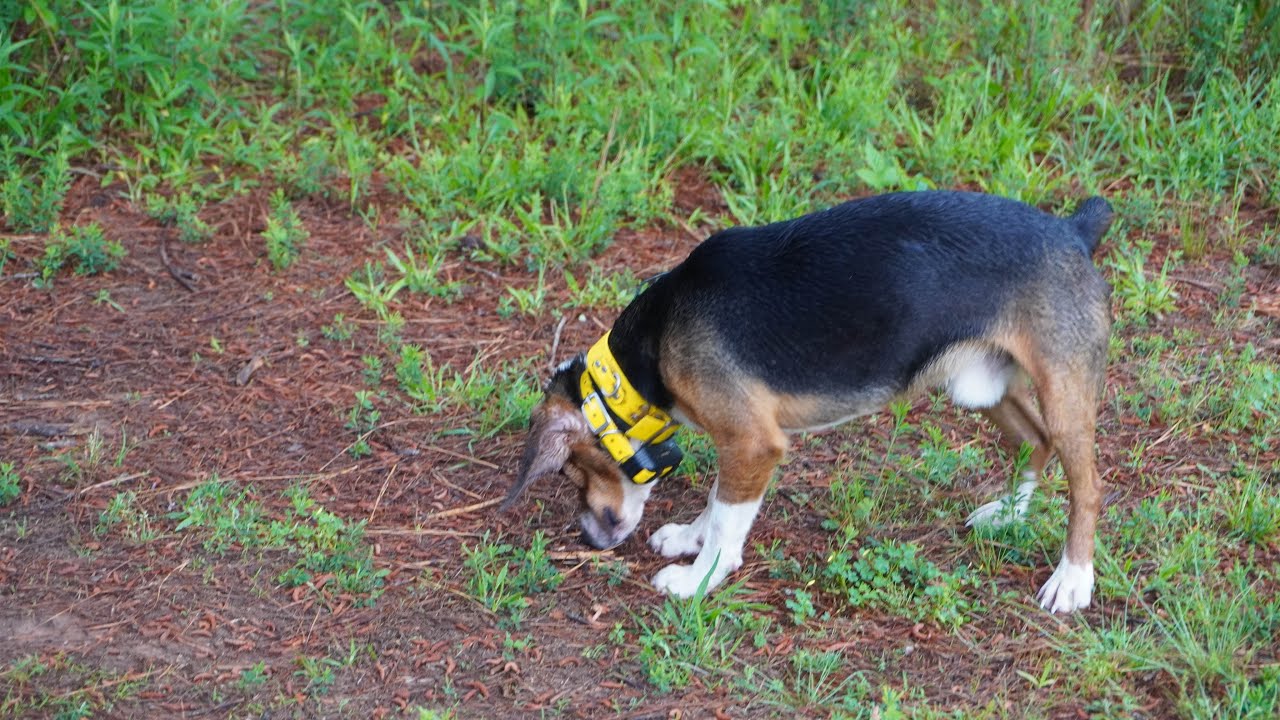 Training Young Rabbit Dogs - YouTube