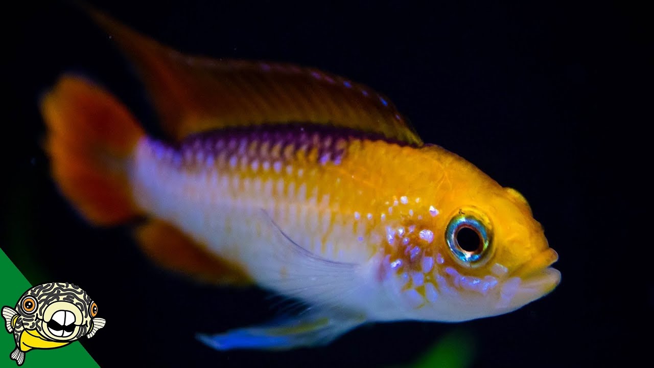 RARE FISH UNBOXING - Finally we got more... - YouTube