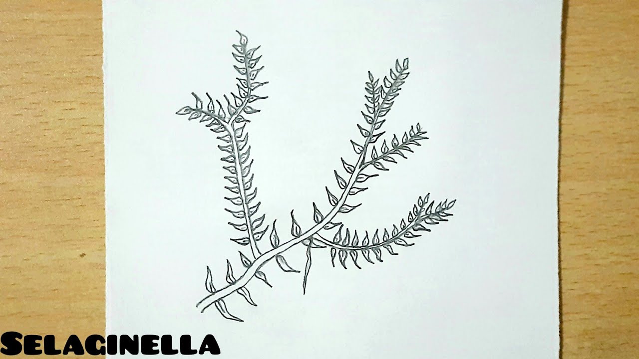 How to draw a selaginella(easy way) //step by step #video - YouTube