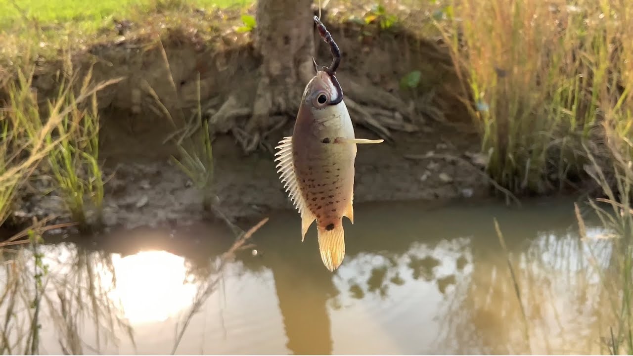 Full Video Hook Fish In Cambodia #fishing - YouTube
