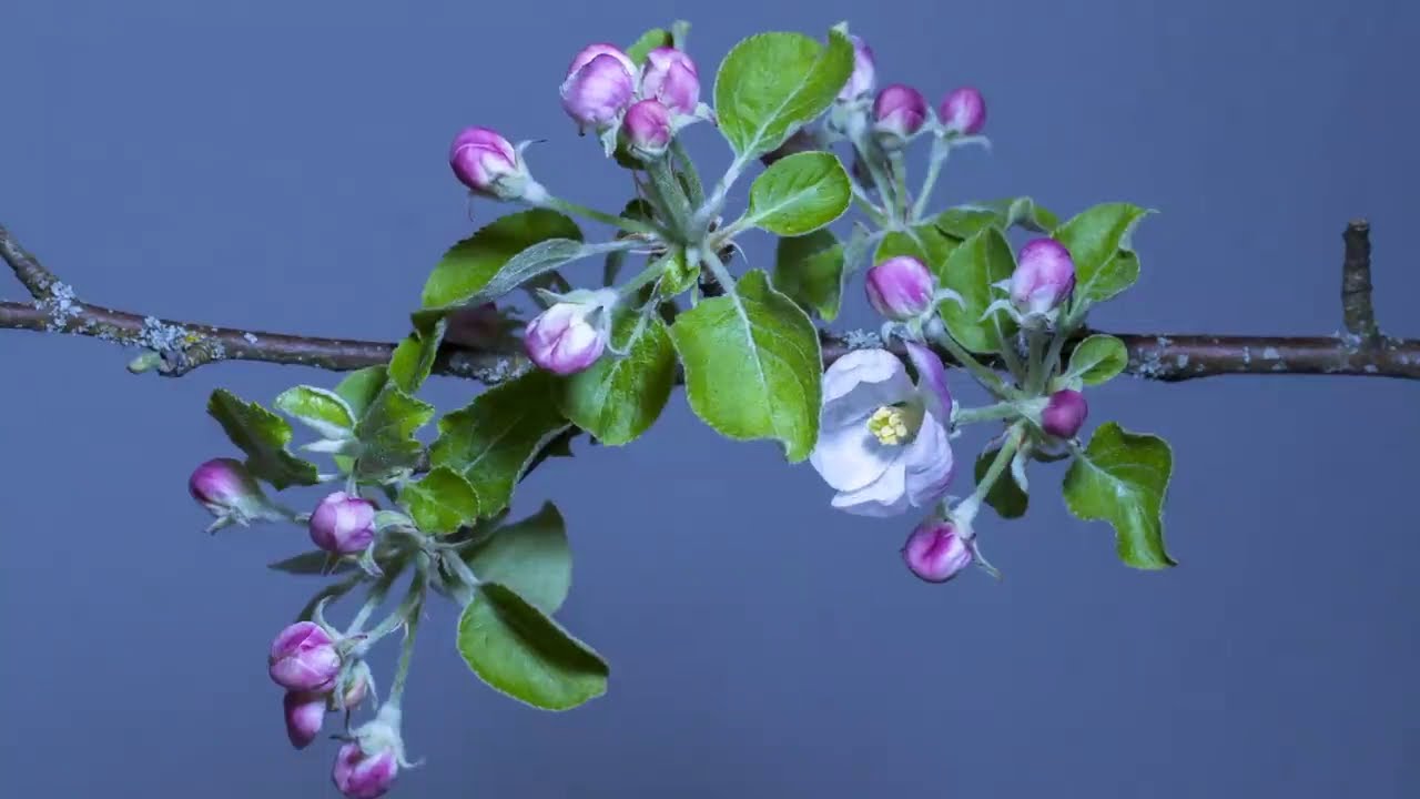 Longing (Instrumental) - Abbey Cook - YouTube