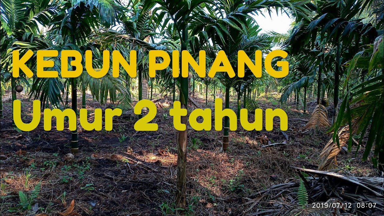 Kebun pinang umur 2 tahun dilahan gambut - YouTube