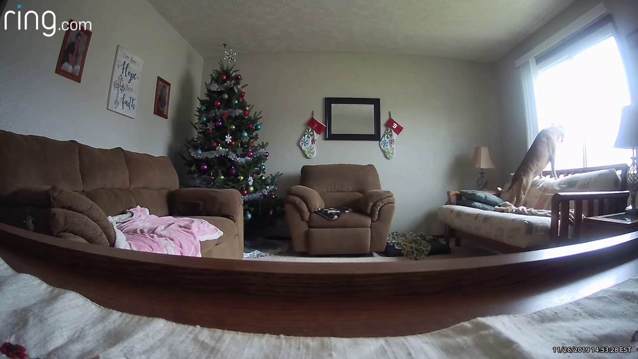 Pitbull eats Ring camera - YouTube