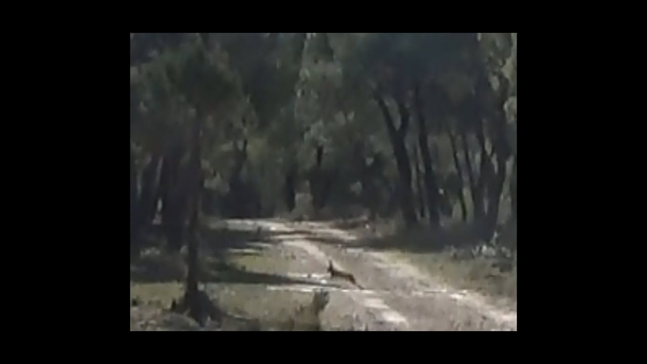 ΚΥΝΗΓΙ ΛΑΓΟΥ ΣΤΑΜΟΥΛΗΣ ΕΚΠΑΙΔΕΥΤΙΚΟ!! - YouTube