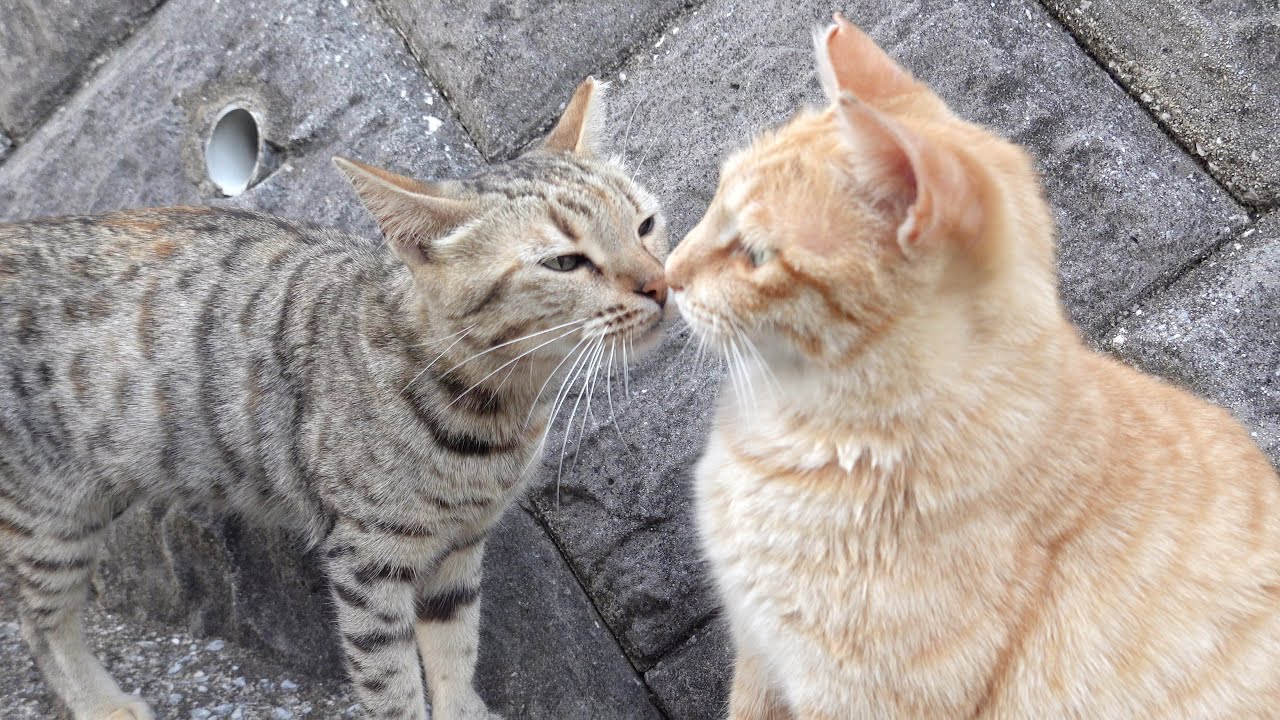 Many cats gather behind the hut - YouTube
