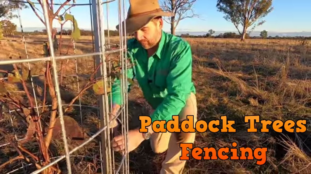 Protecting Paddock Trees with Easy Fencing Ideas - YouTube