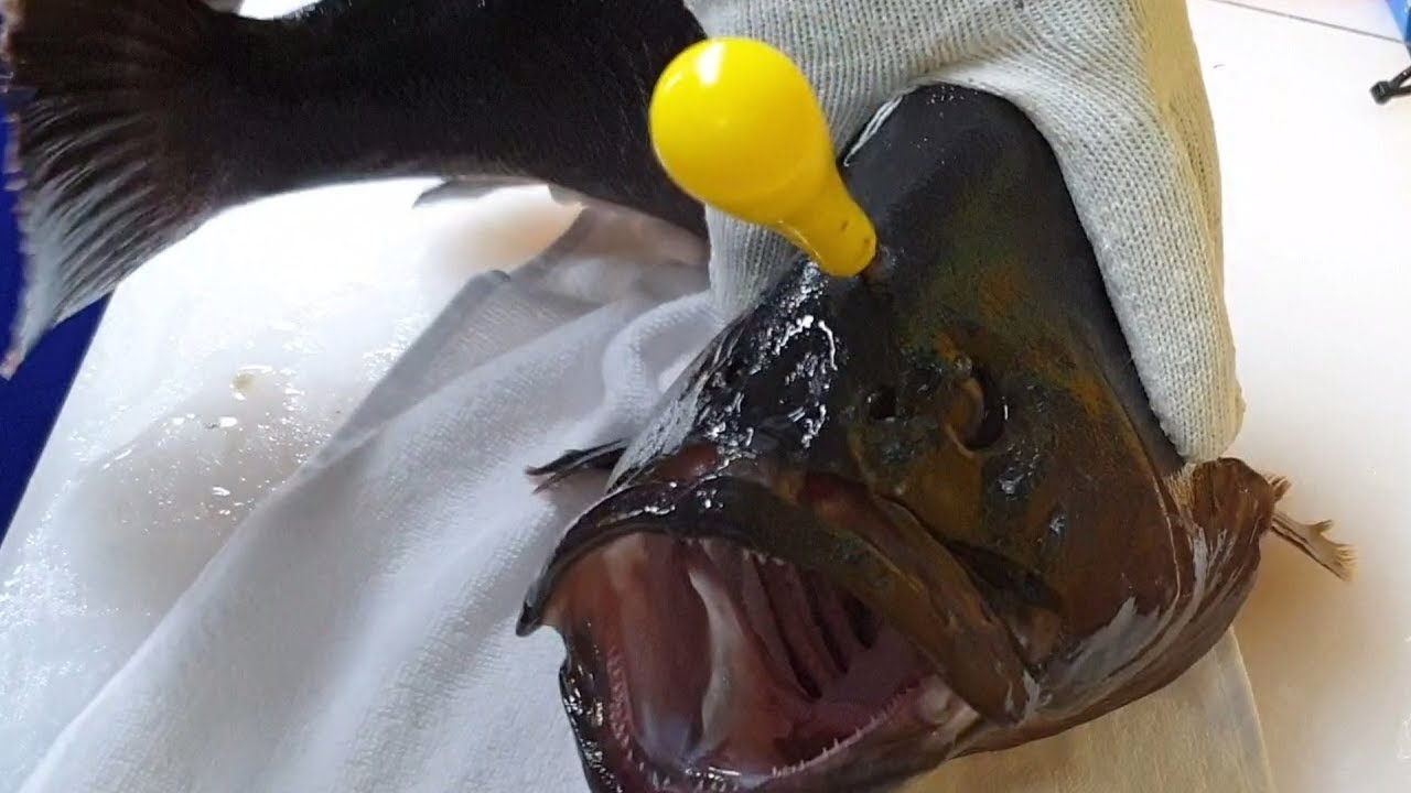 How to fillet a fish Seven-banded grouper, マハタ 능성어다금바리 회뜨기 - YouTube