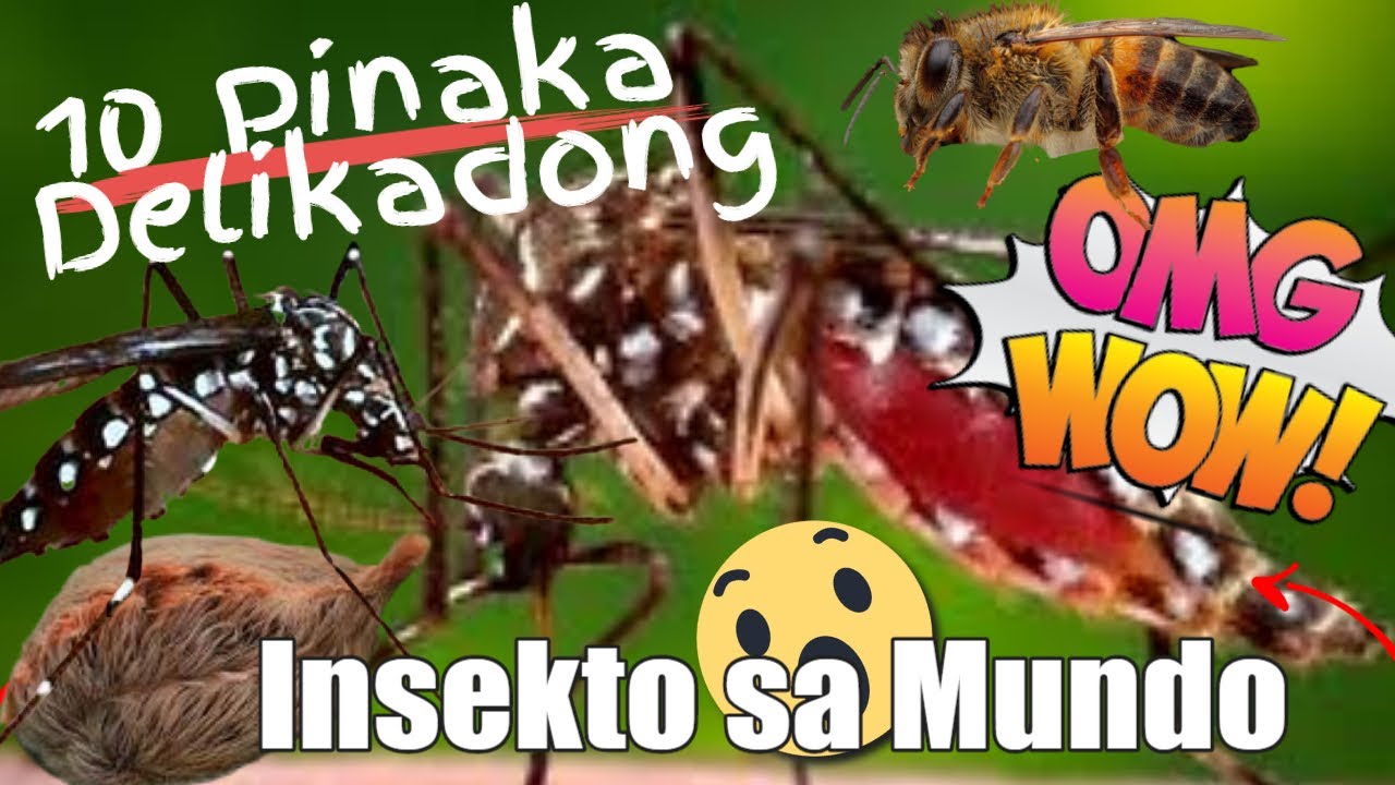 10 Pinaka Delikadong Insekto sa Mundo - YouTube