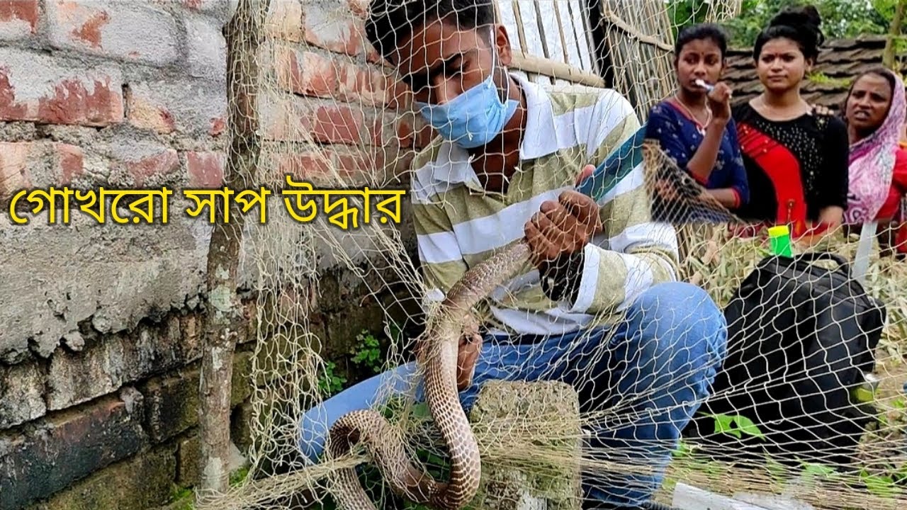 Gokhro Saap Spectacled Cobra Rescue in West Bengal Malda District - YouTube