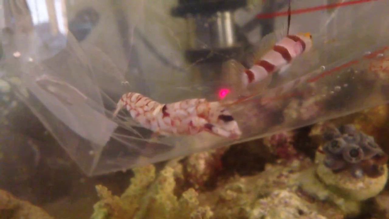 **Teaser** JBJ 3 Gallon Picotope Overhaul - YouTube