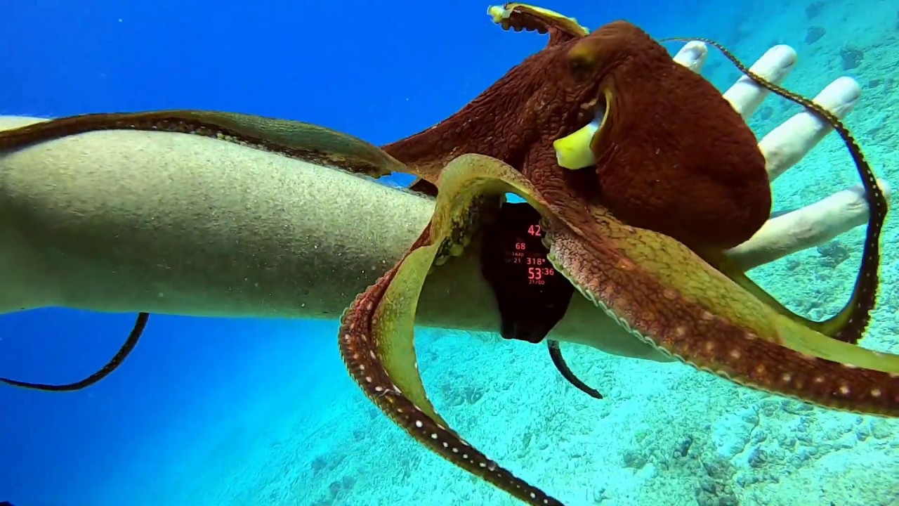 Playing with an Octopus in Hawaii - YouTube