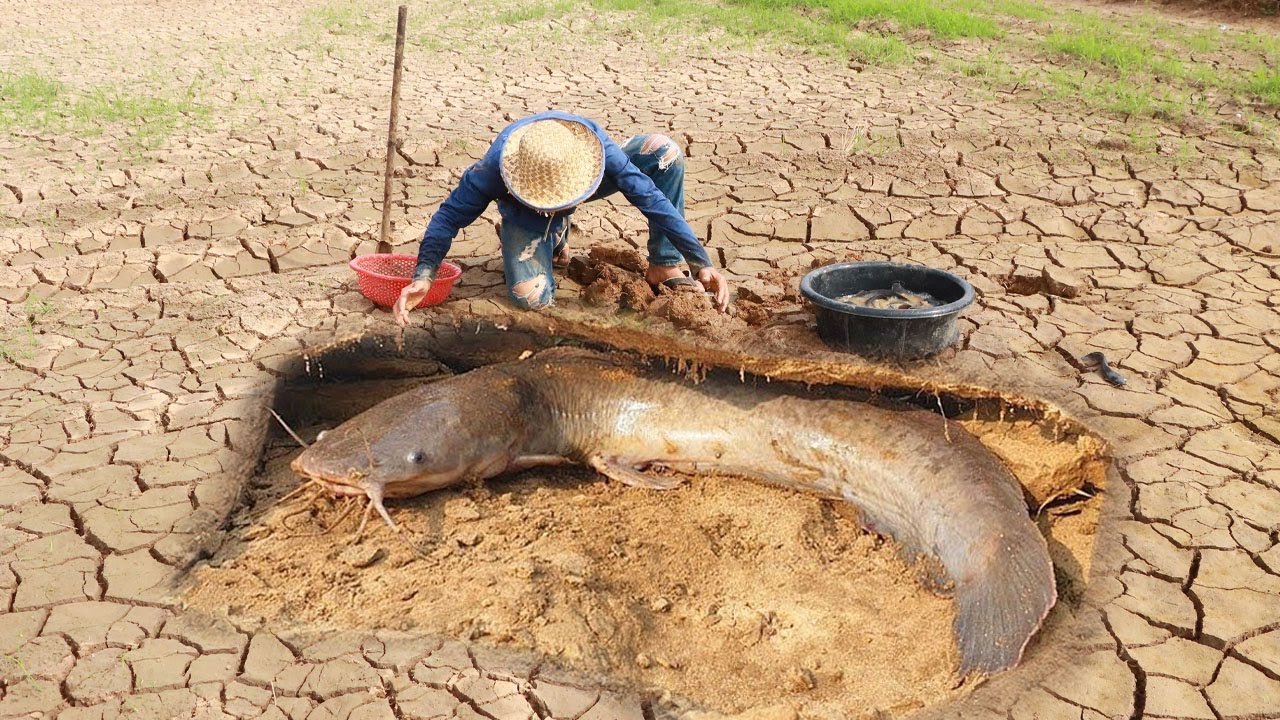 Amazing Fishing Video - Hand Fishing Catch Catfishes in Dry Underground ...
