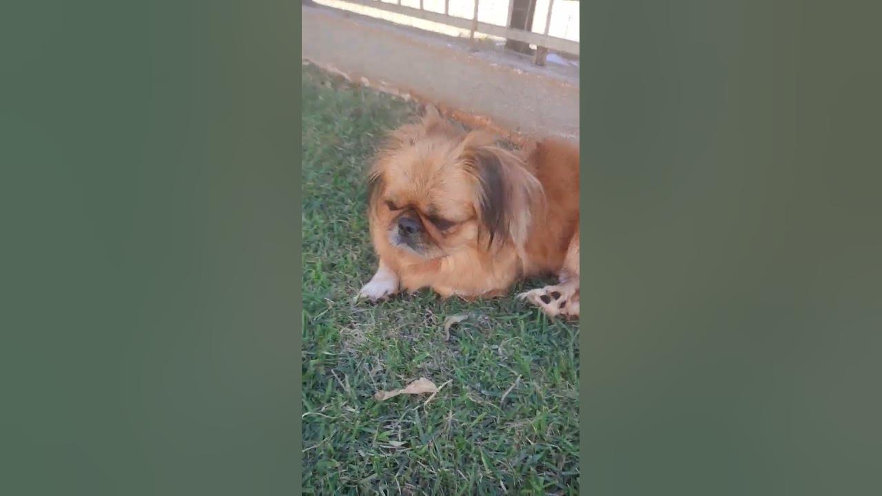 Não Essiti Mortandela E Mortadela Youtube
