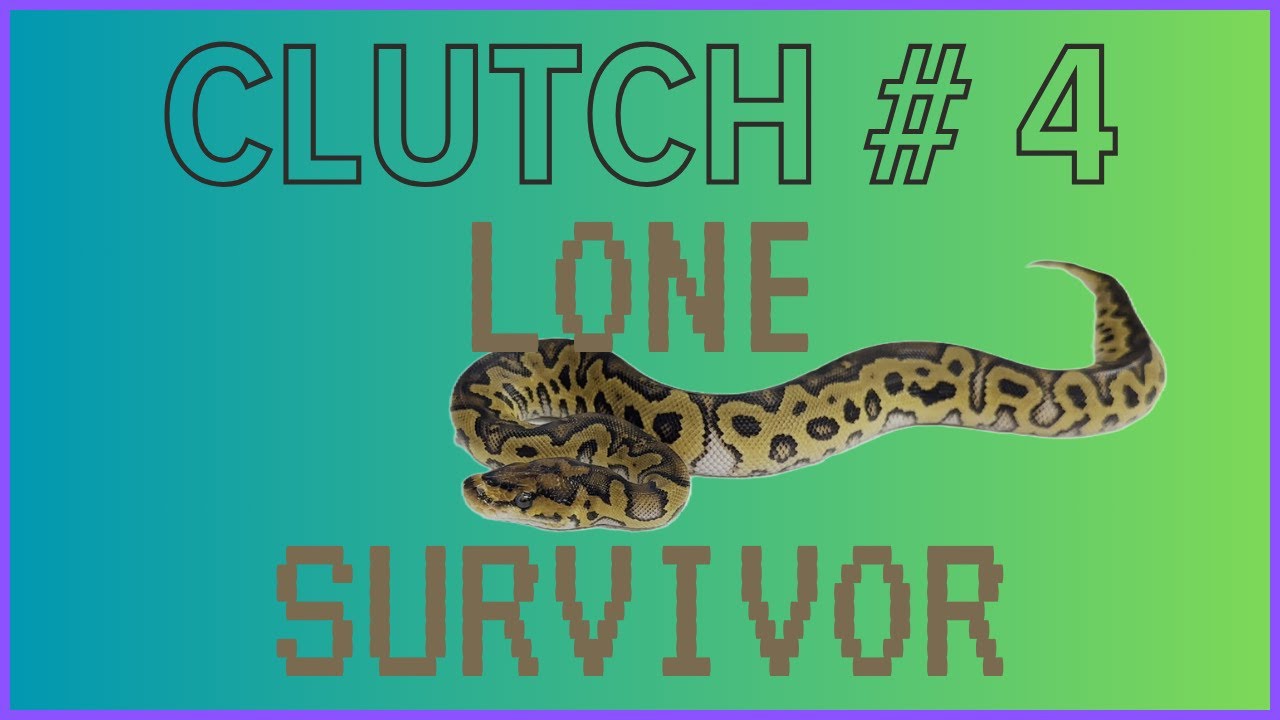 Hatchling ball python from clutch #4 - YouTube