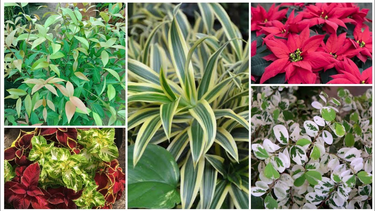 5 Best colourful Leaves Plants Name,care tips And Prices || NV Garden ...