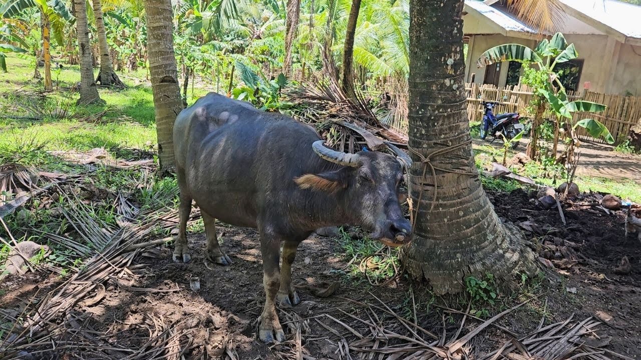 Province Life - We visit Rose's childhood home in the Province - YouTube