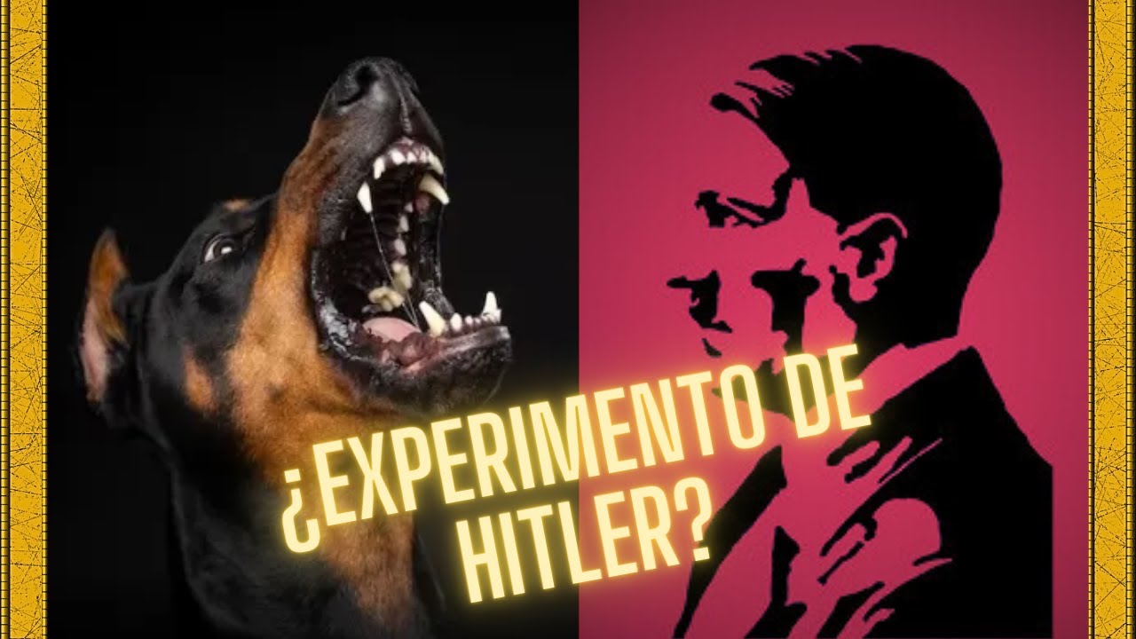 ¿Es la raza DÓBERMAN un EXPERIMENTO de HITLER? Papel de los PERROS en ...