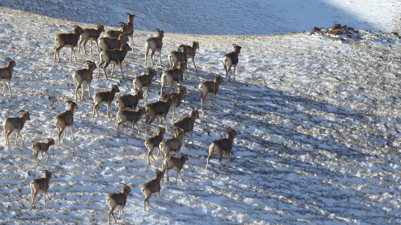 Herd of Argali sheep spotted in northwest China - YouTube