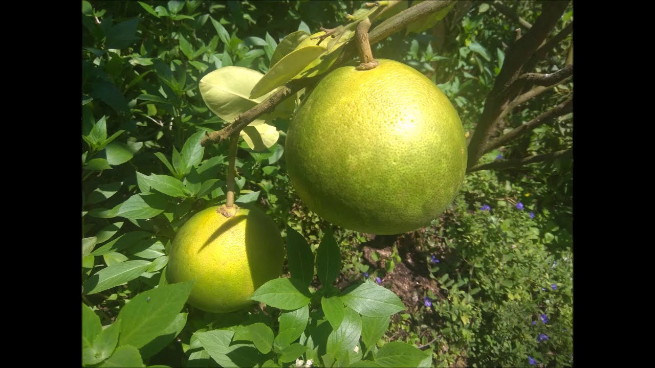 HortPark & Kent Ridge Canopy Walk 园艺园林及肯特岗公园华盖走道 - YouTube
